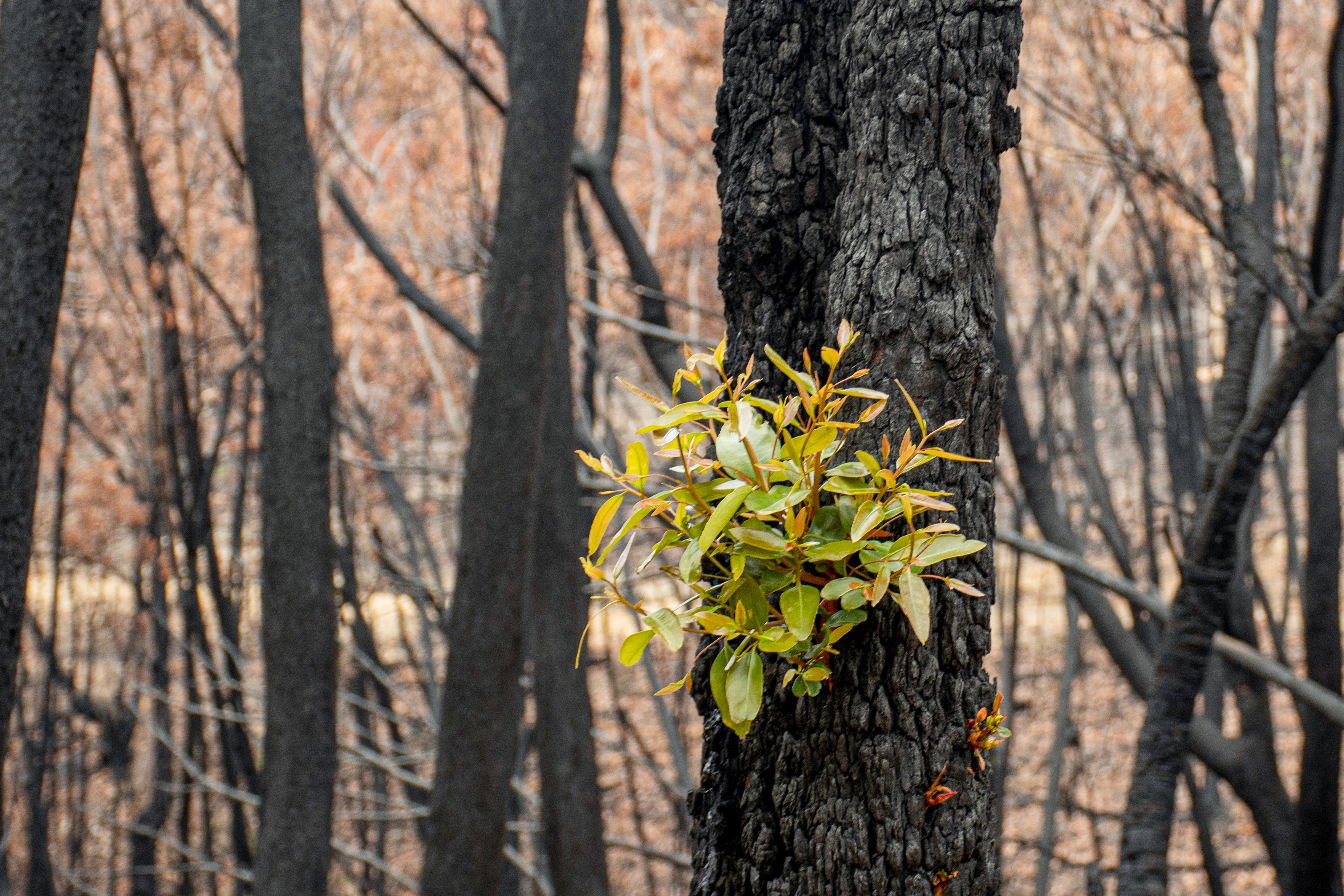 Bushfire Recovery Centre opens in Bermagui